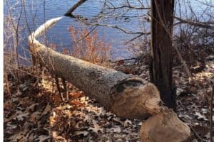 Cochituate State Park, Massachusetts: A Complete 2023 Guide - Your ...